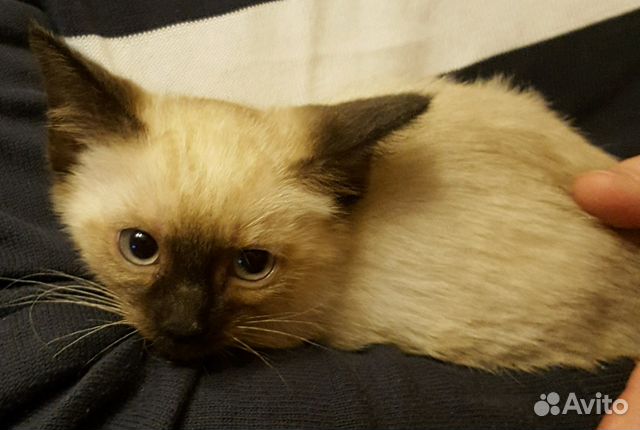 Мальчик котопесик