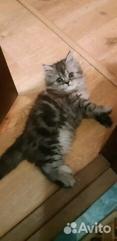 Персидский котенок, классик.очень игривый, красивы