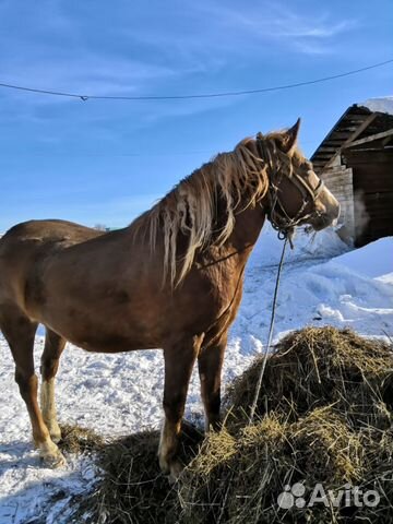 Продам молодую кобылу