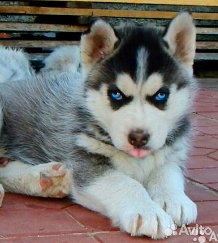 Элитные щенки сибирской хаски