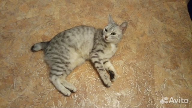 Кошка без хвоста, американский бобтейл