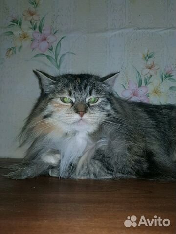 Сибирская кошка Шерри 1 год, стерилизованная