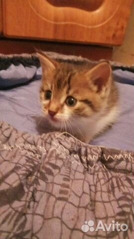 Пушистый комок счастья