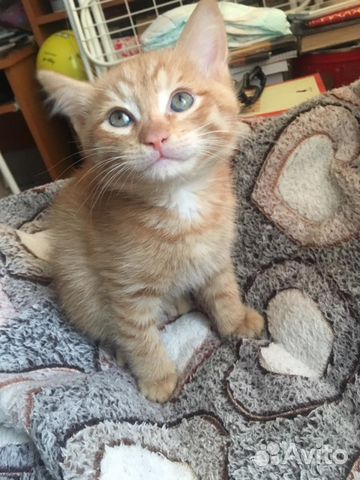 Котенок в добрые руки