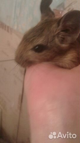 Чилийская белка, белка дегу