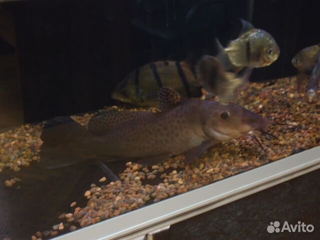 Жирафовый сом (Auchenoglanis occidentalis)