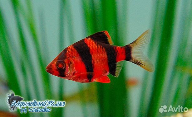 Барбус глофиш красный