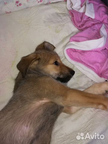 Отдаю щенков в добрые руки