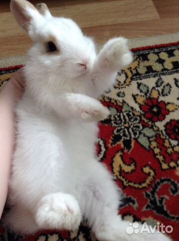 Кролик декаративный