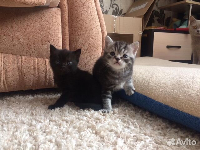 Британцы-красавицы