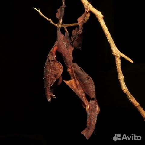 Живые богомолы