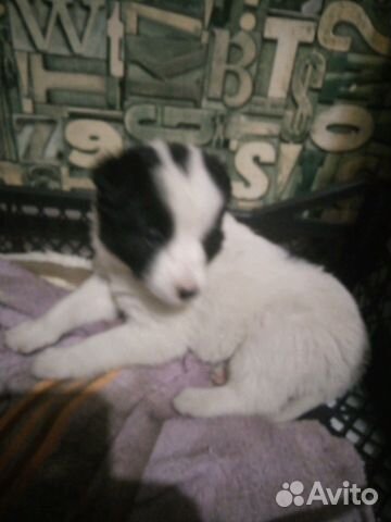 Щенки, были выброшены на обочину дороги в Масловке