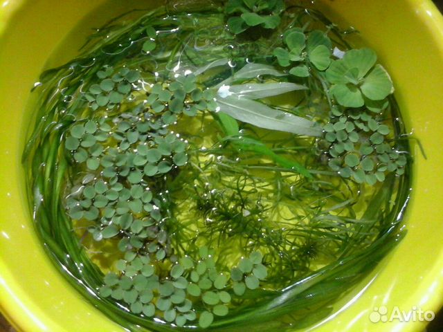 Валлиснерия,Погастемон