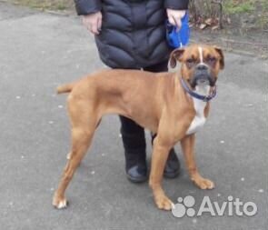 Боксер девочка в добрые руки