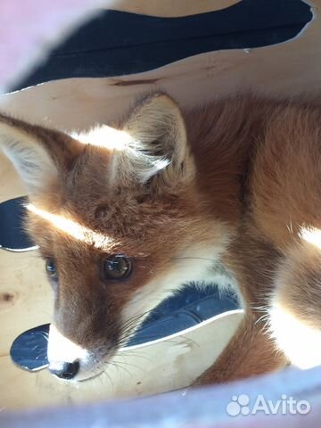 Продам лисицу