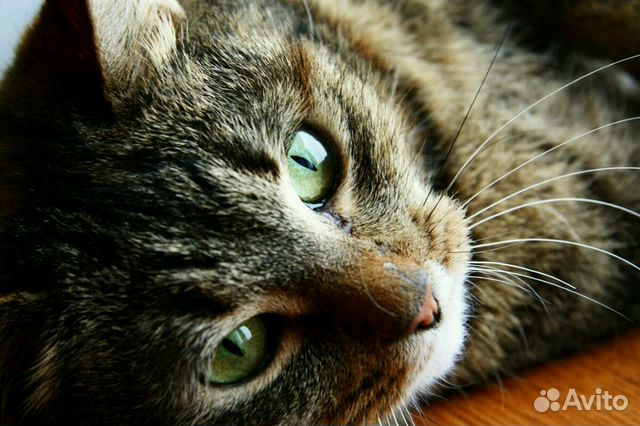 Красотка полосатая с рыжим ухом