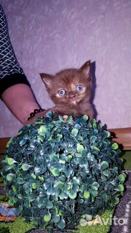 Шотландские вислоухие и прямоухие котятки.Отдам