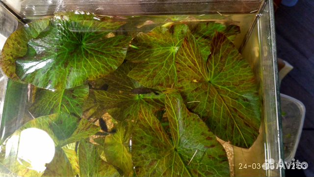Нимфея тигровая зеленая (Nymphaea lotus "Green")