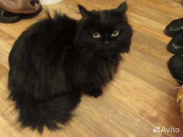 Найдены две ласковые кошечки-похожи на персидскую