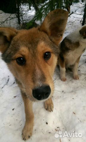 Бруно - не шиба-ину, но очень похож