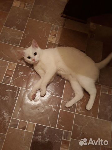 Отдам кошку