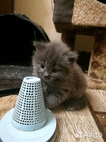 Персидский котенок(мальчик)