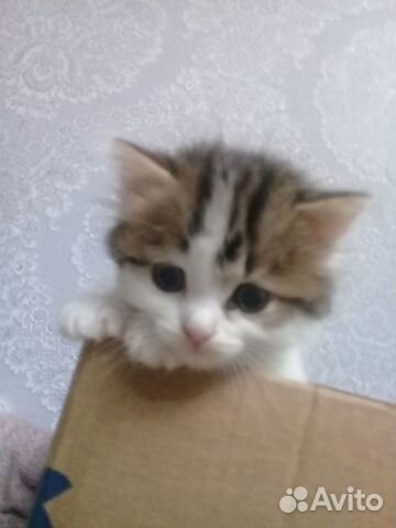 Котик милый