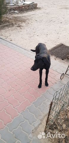 В добрые руки