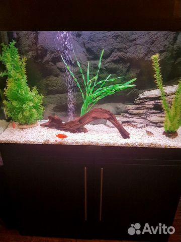 Аквариум 200л с тумбой, оборудованием и рыбками