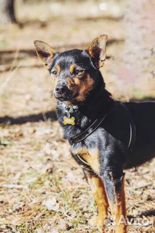 Пёсик Мошик ищет новых хозяев