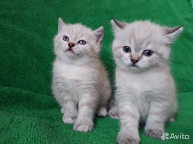 Котята
