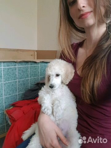 Девочка большого (королевского) пуделя