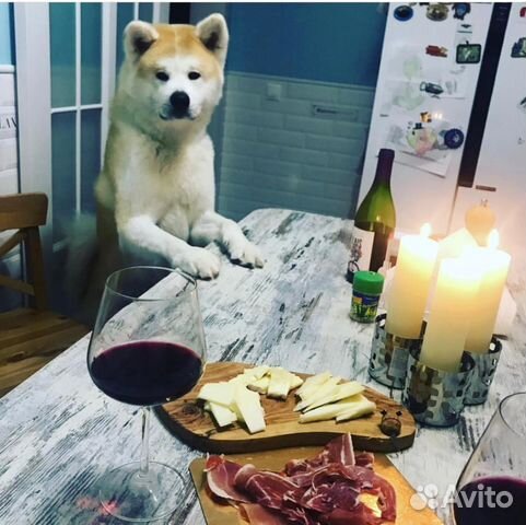 Приглашаем девочек на вязку