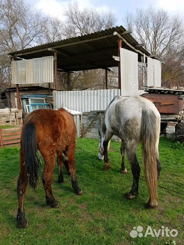 Лошадь Кобыла Орловской породы жеребец полукровка