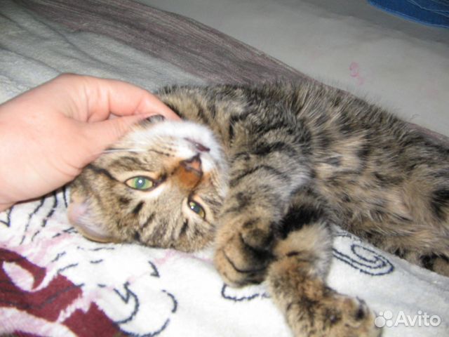 Котята разного возраста и окраса