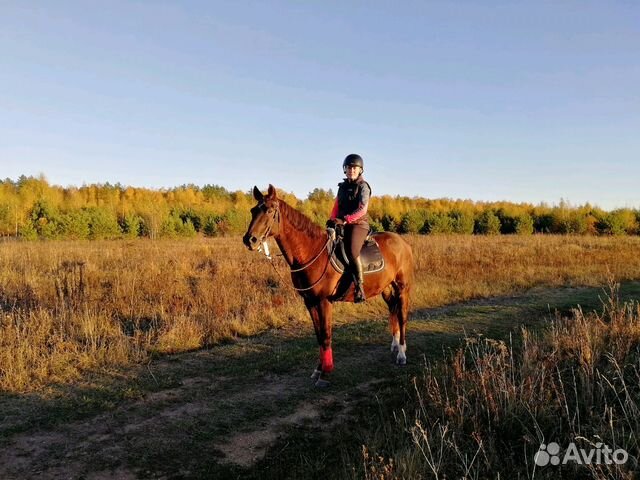 Мерин карачаевской породы