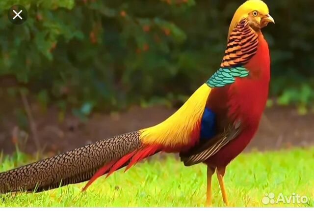 Золотой фазан