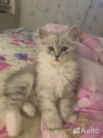Сибирская красивая Кошечка