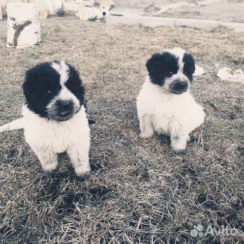 Кавказский овчар и мама итальянская овчарка