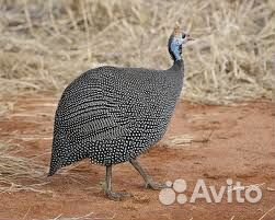 Цесарки: 2 самца