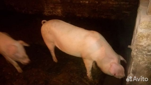 Поросята свиньи