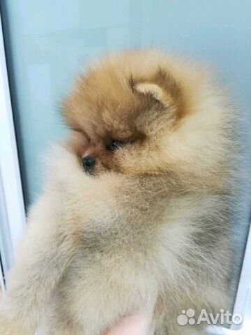 Шпиц девочка помераночка