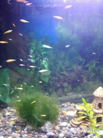 Аквариум prime 33 литра