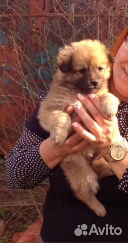 Очаровательный мальчишка ищет дом