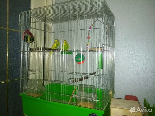 Пара волнистых попугаев вместе с клеткой и гнездом