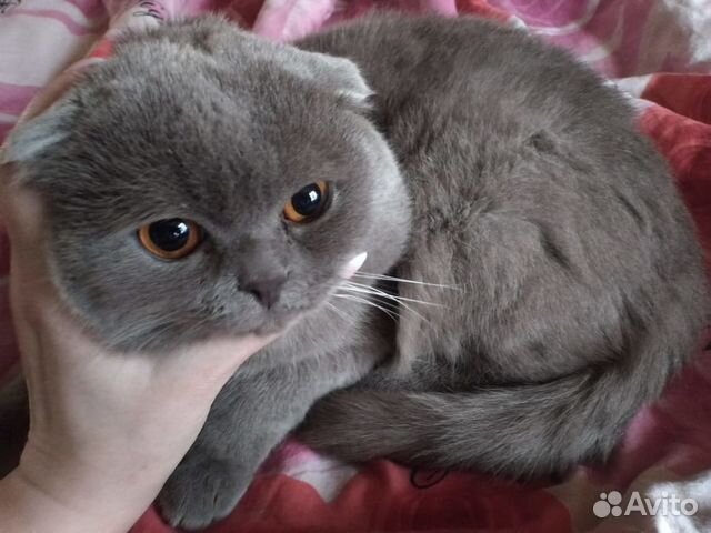Шотландский котенок Арчи 5,5мес
