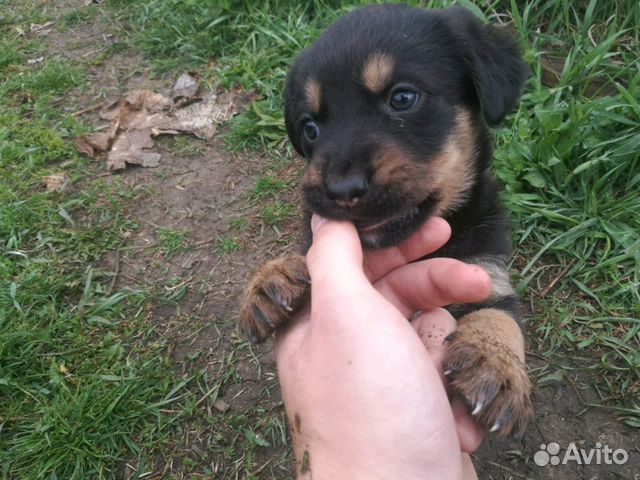 Метисы Лабрадора и Овчарки