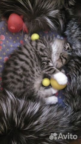 Котёнок вислоухий