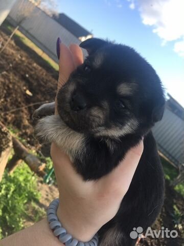 Продам щенят