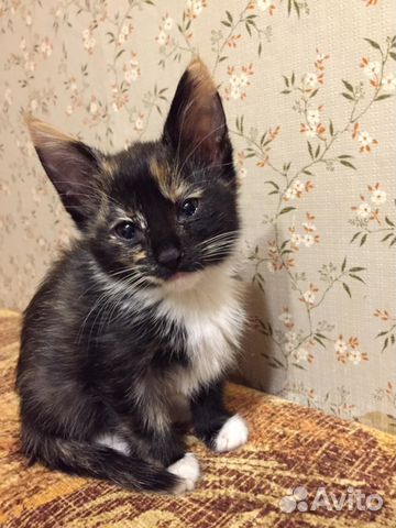 Пятицветный котенок